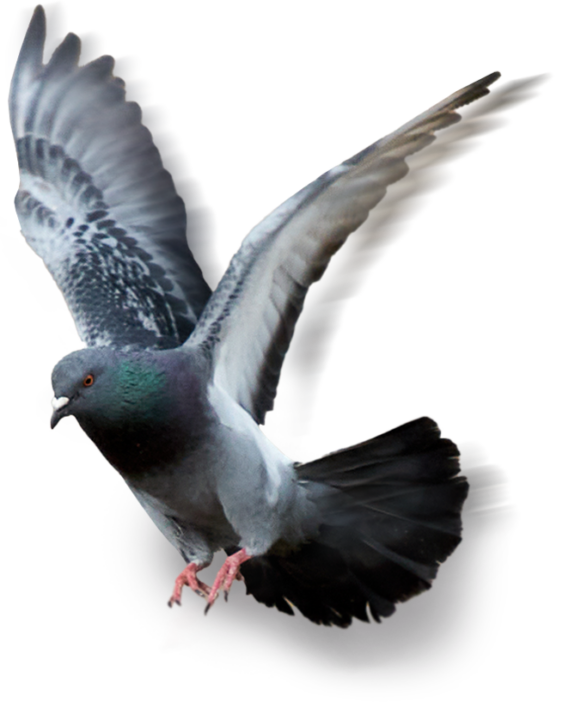 Bird Control Services | Elite Bird Management