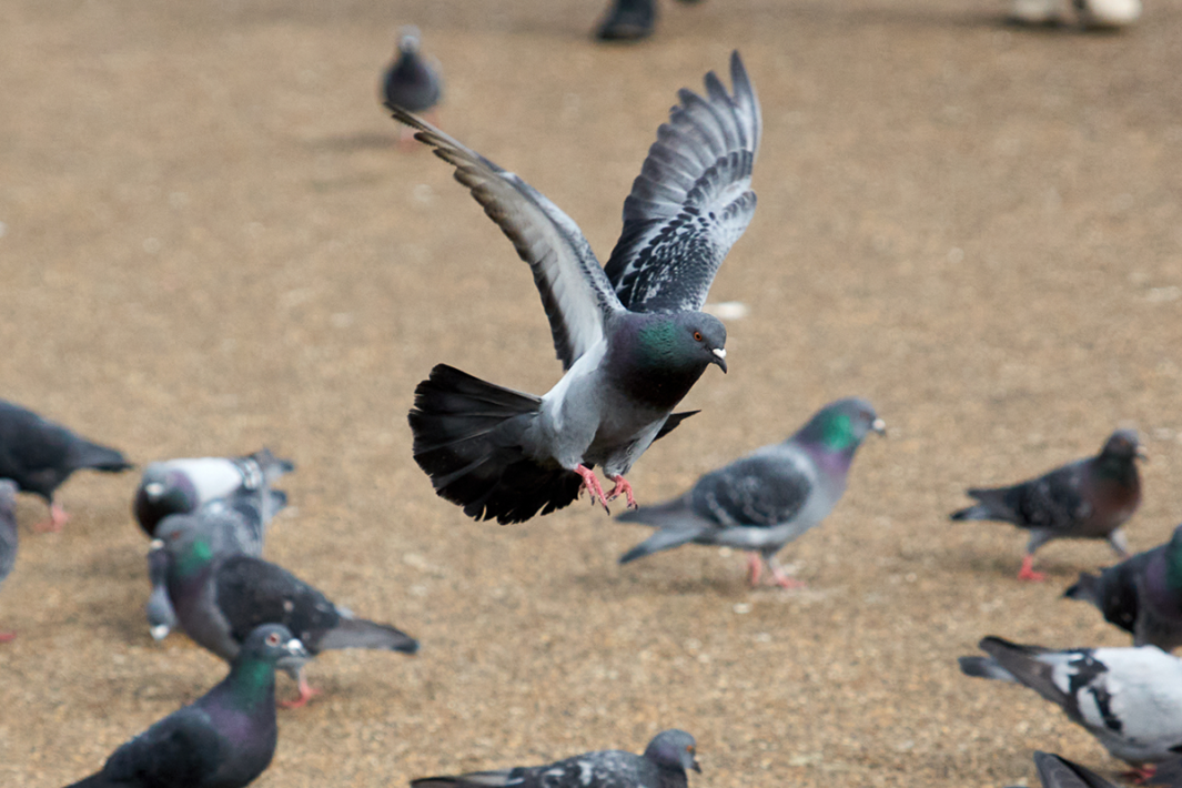 Bird Removal | Elite Bird Management