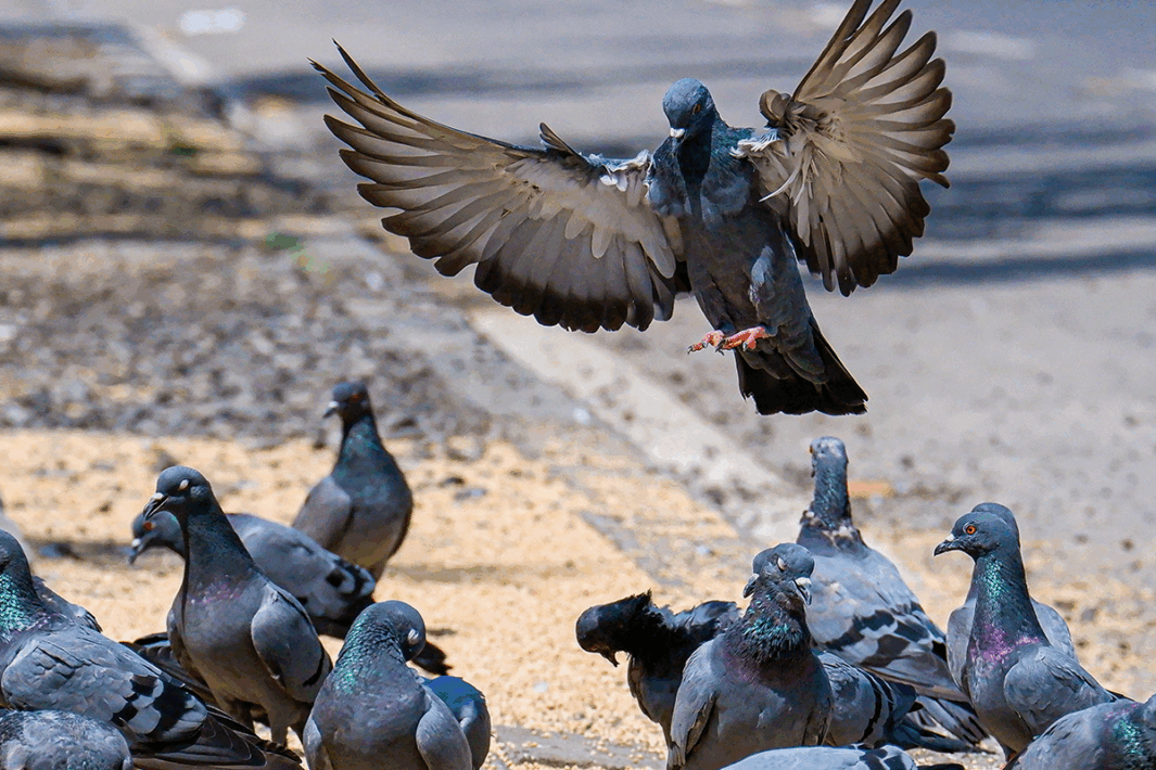 Pigeons - Elite Bird Management