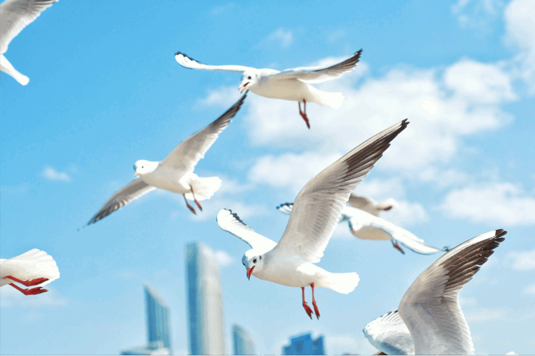 Seagulls - Elite Bird Management