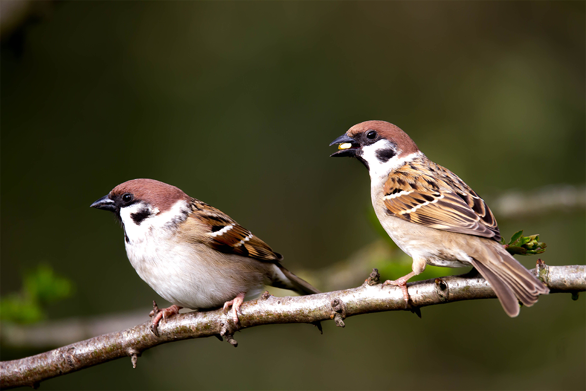 Sparrows - Elite Bird Management