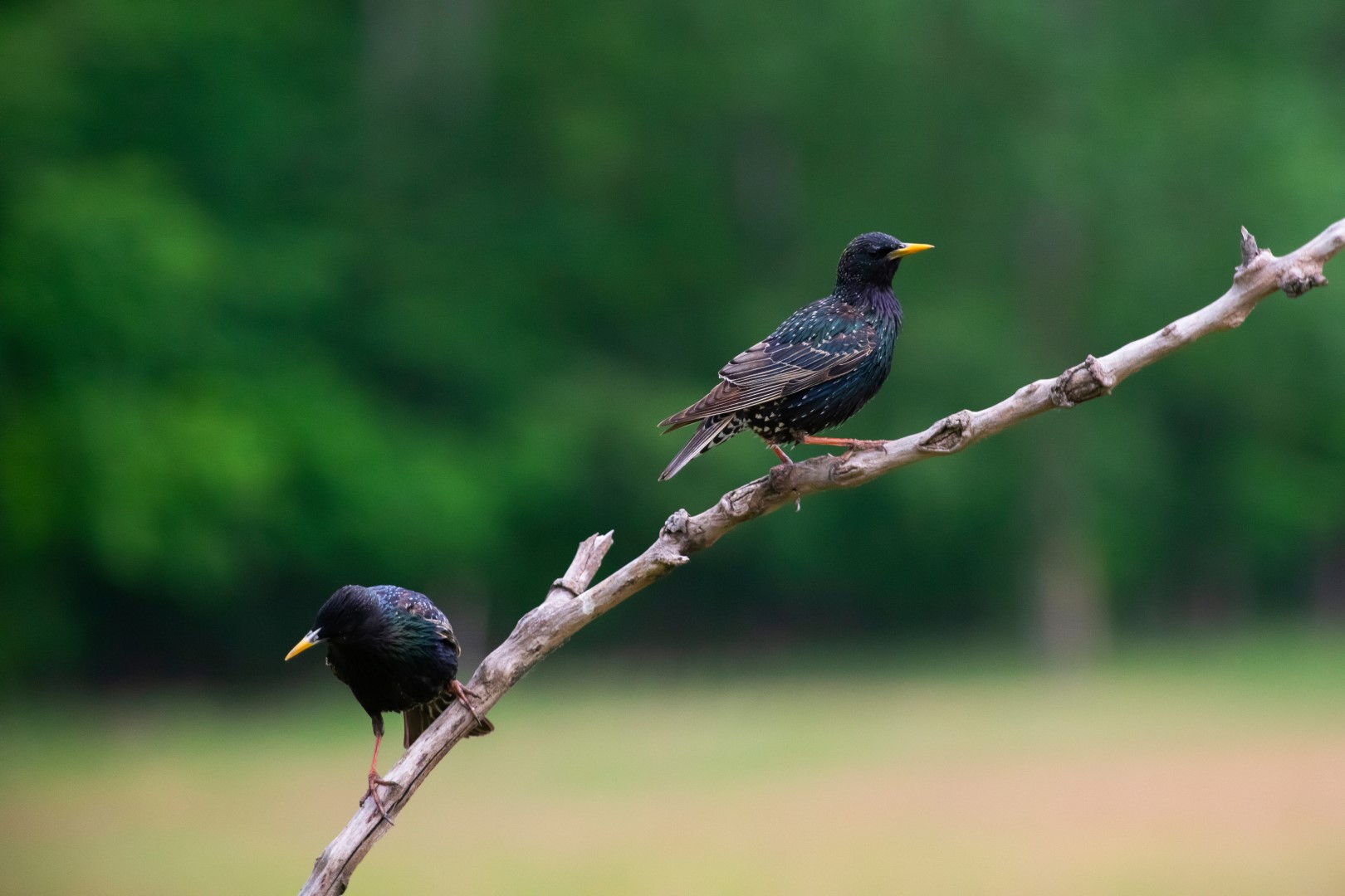 Starlings | Elite Bird Management